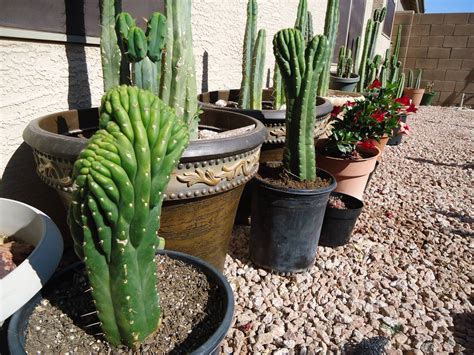 Cactus Porn The Ethnobotanical Garden Shroomery Message Board
