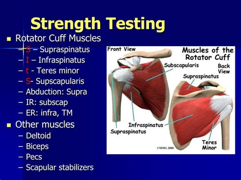 Ppt Common Shoulder Problems Powerpoint Presentation Free Download
