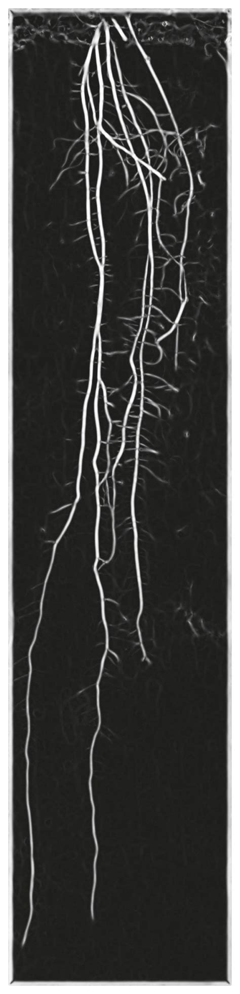 comparison between original frangi and iffa a labeled image b