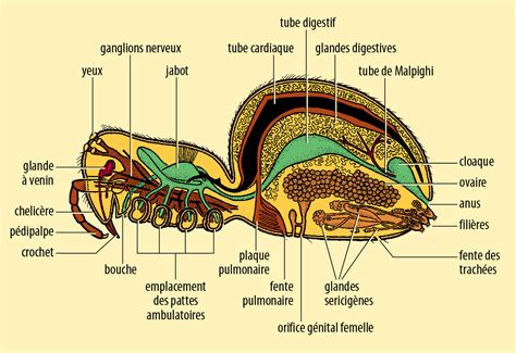 Arachnides Classification Thématique Encyclopædia Universalis