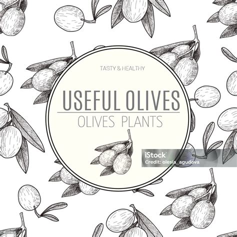 원활한 패턴 벡터 검정 잉크 손에 올리브 나뭇가지 그림 그려 빈티지 일러스트입니다 건강한 생활방식에 대한 스톡 벡터 아트 및
