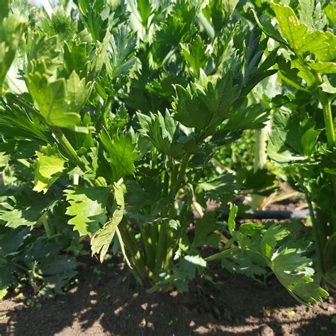 Seler Naciowy Sztuka Produkty Z Farmy