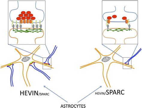 Control Of Excitatory Cns Synaptogenesis By Astrocyte Secreted Proteins Hevin And Sparc Pnas