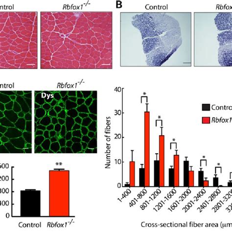 Rbfox1 Is Expressed Throughout Skeletal Muscle Development A And B