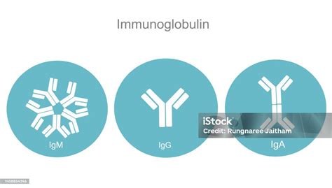 อิมมูโนโกลบูลิน ไอโซไทป์ Igm Igg และ Iga ในแนวคิดของไอคอนสีน้ําเงินและ