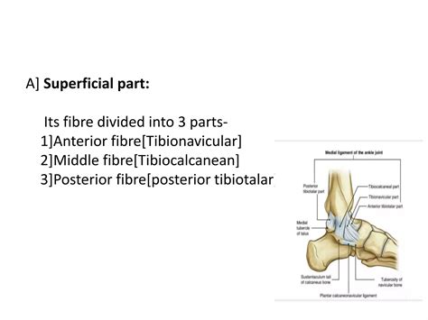 Anatomy Of Ankle Joint Pptx