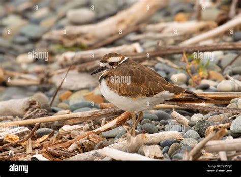 Killdeer Charadrius Vociferus Fort Worden State Park Washington
