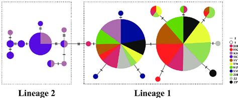 unrooted minimum spanning tree showing the genetic relationships among