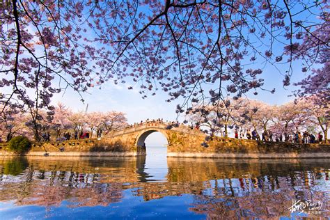 无锡鼋头渚樱花进入盛花期，花海遇到人海，场景太火爆