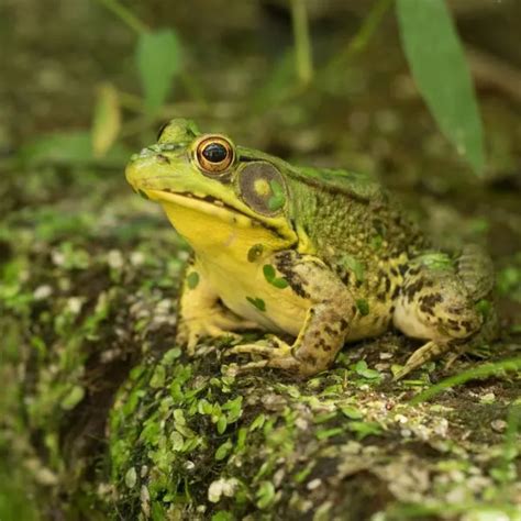 Frogs In Delaware 22 Colorful Species