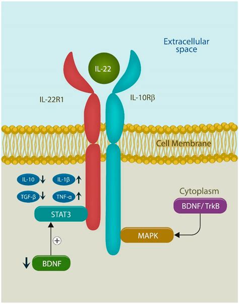 Cytokines And Madness A Unifying Hypothesis Of Schizophrenia Involving Interleukin 22