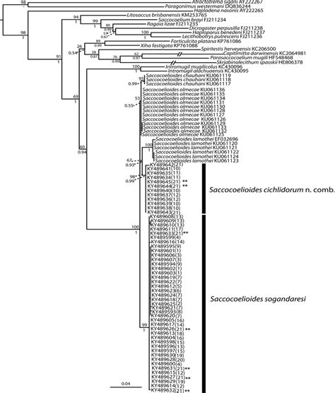 maximum likelihood tree and consensus bayesian inference trees inferred