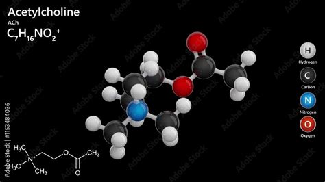 Acetylcholine Neurotransmitter Animated 3d Model Of A Molecule
