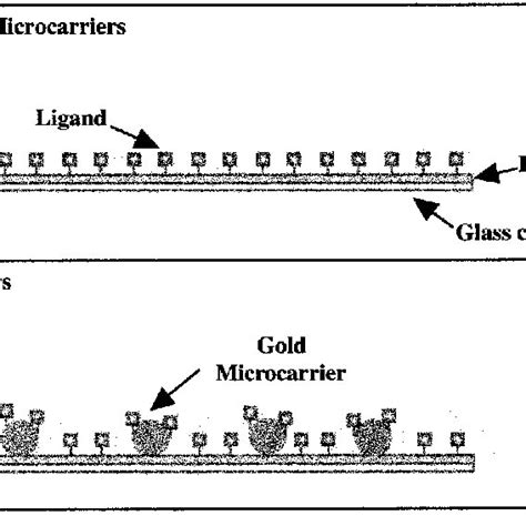 Effect Of Ligand Adsorbed Microcarriers On Cell Substrate Adhesion The