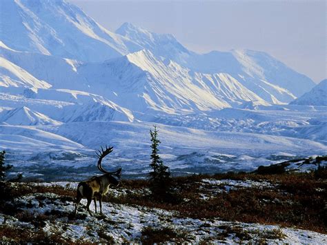 Північний олень шпалери на робочий стіл Hd Скачати Безкоштовно заставки