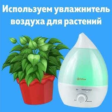 Используем увлажнитель воздуха для цветов и растений - YouTube