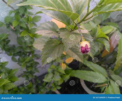 Pests Insects Aphids On The Leaf Of A Sick Plant Suck The Juice And