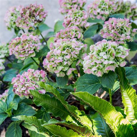 How To Take Hydrangea Cuttings And Boost The Value Of