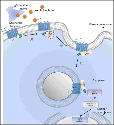Epinephrine Signaling Pathway An Overview Boc Sciences