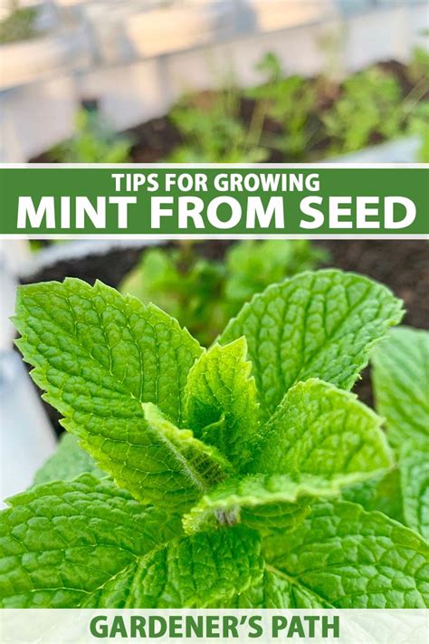 Tips For Growing Mint From Seed Gardeners Path