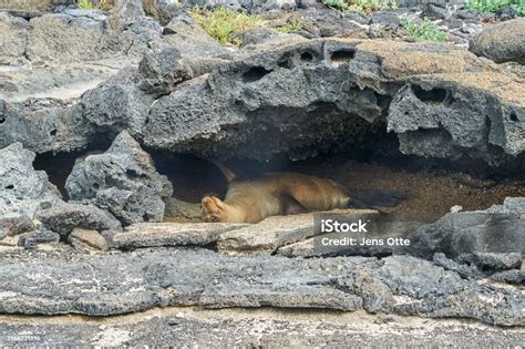 갈라파고스 바다 사자 잘로푸스 울레백기 가장 작은 바다 사자 종 에콰도르 남미 갈라파고스 제도 의 해변에서 용암 바위의 빈에