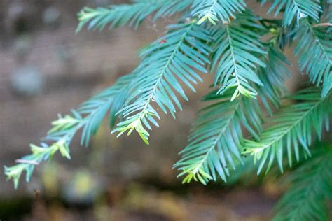 Differences Between Coastal Redwood And Douglas Fir Trees ~