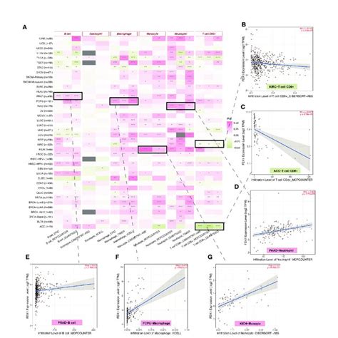 Immune Infiltration Analysis Of Fdx1 A The Correlation Heatmap