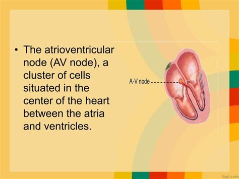 Sinoatrial Node Pptx