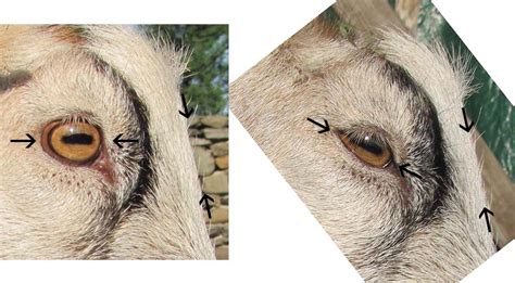 Goat Eye Pupil