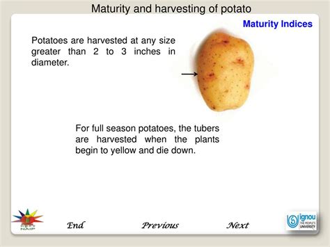 Ppt Maturity And Harvesting Of Potato Powerpoint Presentation Free Download Id1178082