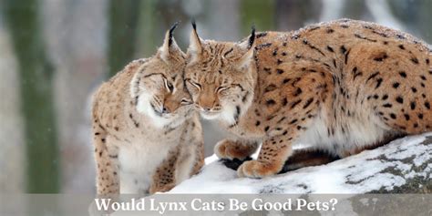 Can You Have A Pet Lynx Cat Amazing And Detailed Guide