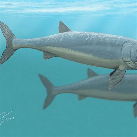 Leedsichthys Problematicus Le Poisson Osseux Géant Perd Un Peu De