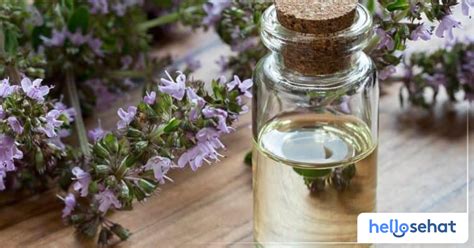 6 Manfaat Daun Thyme Untuk Kesehatan Hello Sehat