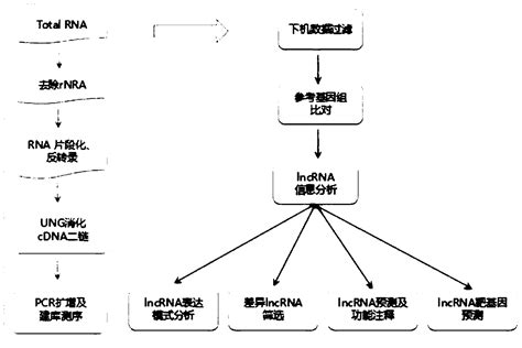 Application Of Long Chain Non Coding Rna Nonhsag0399512 As Diagnostic