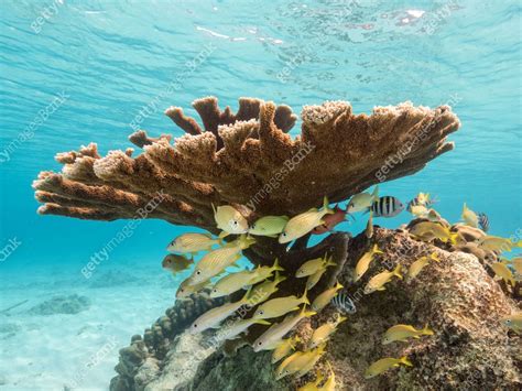 Seascape In Shallow Water Of Coral Reef In Caribbean Sea Curacao With