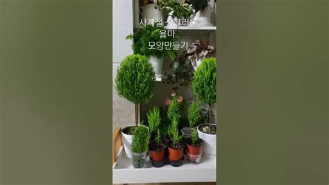 물먹는 하마 ㆍ율마 키우기골드 크레스트 윌마 율마 Youtube