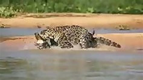 Leopard Kills Crocodile