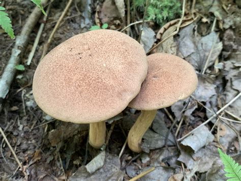 Bothia Castanella Mushrooms Of Ct