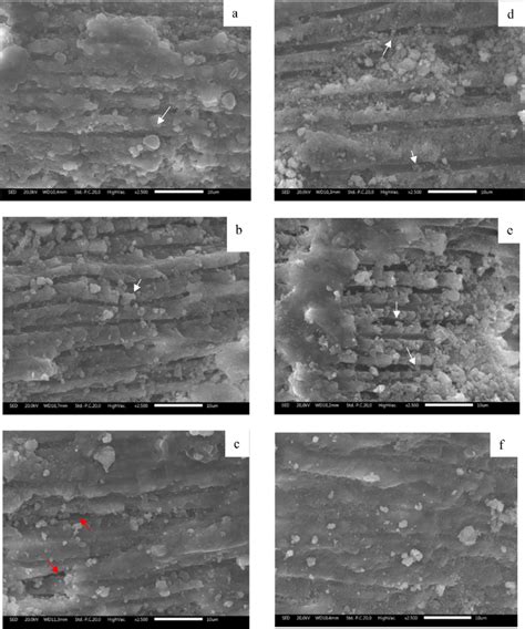 sem characterization showing the penetration of the paste into the