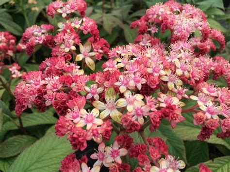 Rodgersia Bronze Peacock