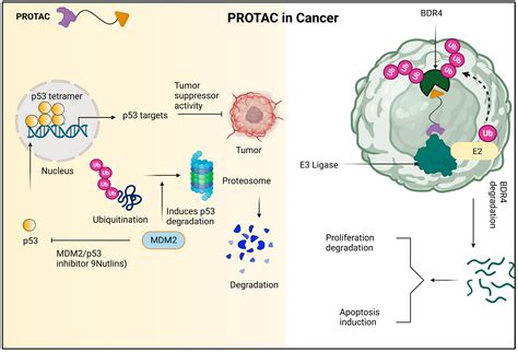 proteolysis targeting chimeras encyclopedia mdpi