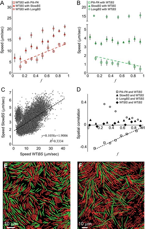 Dynamics Analyses Of Swarm Colonies Composed Of Wt B Subtilis Mixed
