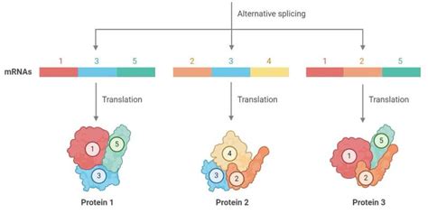 How Isoform Resolved Rna Sequencing Boosts Protein Biology Simon