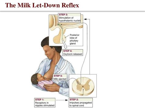 How Milk Let Down Works At Christina Gonzales Blog