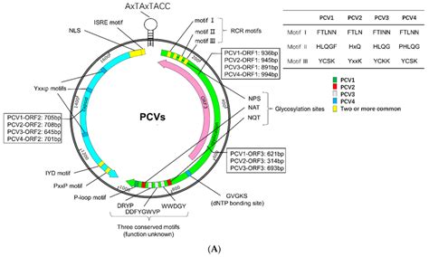 Model Of Pcv Lifecycle 1 Pcv Attaches To Hs And Or Other Receptors 2