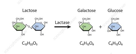 Lactase Enzyme Action Illustration Stock Image F0381009 Science