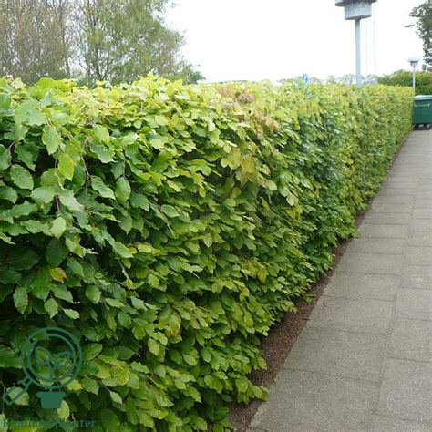 Fagus Sylvatica Find Haveplanter