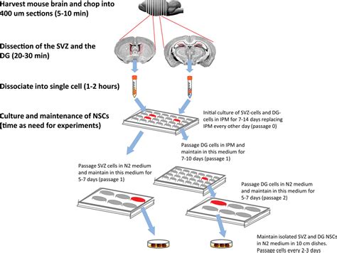 Subventricular Zone Mouse Brain Subventricular Zone Mouse Brain
