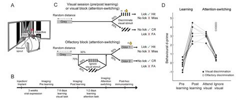 Visual Discrimination Learning And Attention Switching In Mice A