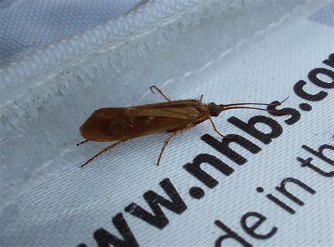 Limnephilus Caddisflies — Microeden